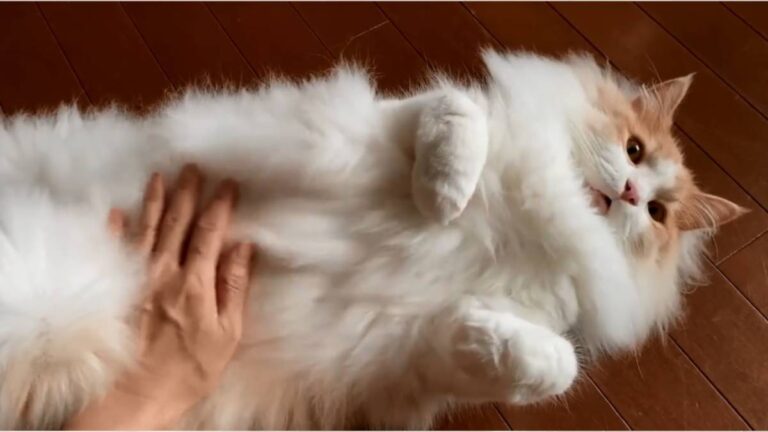可愛すぎるモフモフ猫さんが話題♡モフモフを堪能できる飼い主さんに「羨ましい」という声も♪ ねこニュース